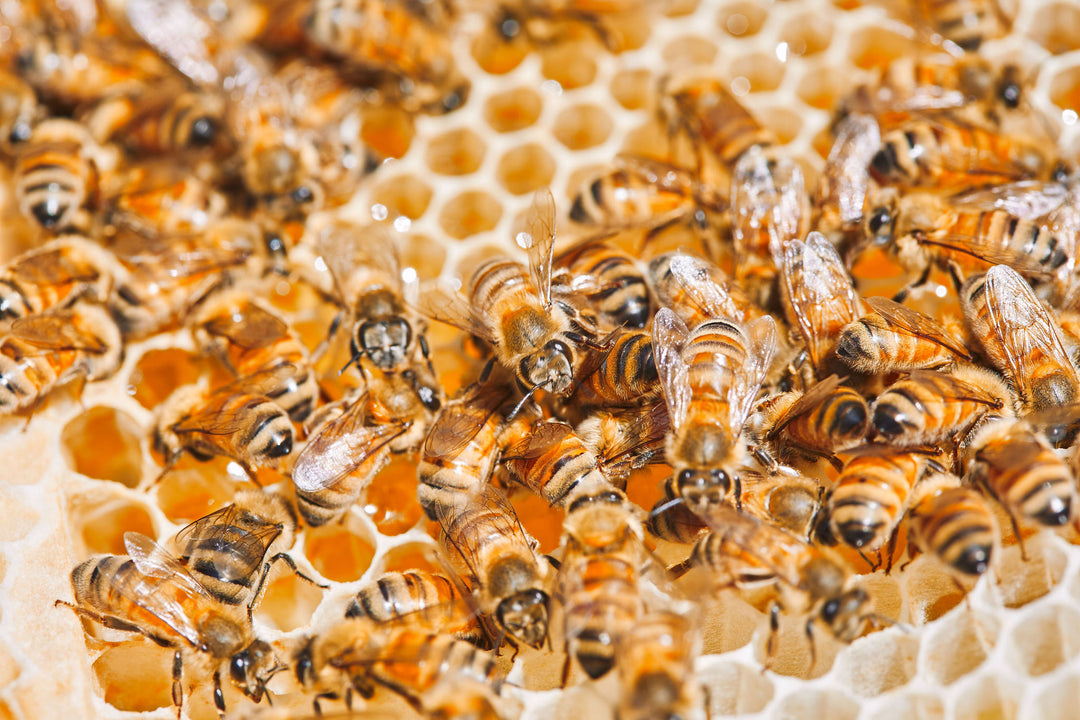Producing Honey – Pouatu Manuka Limited